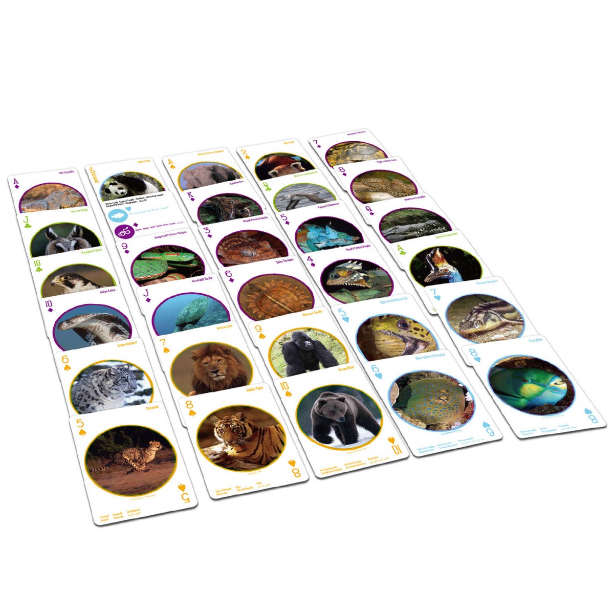 Animals Playing Cards